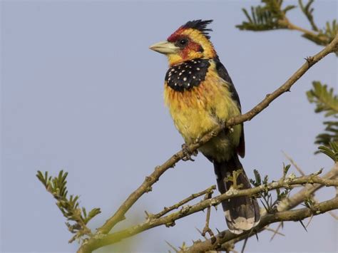 Kasenyi Road Birding Checklist Uganda Birding Safaris