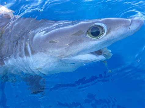 Newly Discovered Shark Species Named After The Late ‘shark Lady