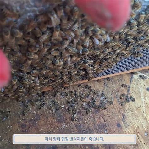 죽은 자가 산 자를 구할 때 양봉 Beehive Beekeeping 작가한강 Youtube