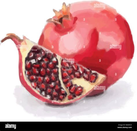Pomegranate Fruit Illustration Stock Vector Image And Art Alamy