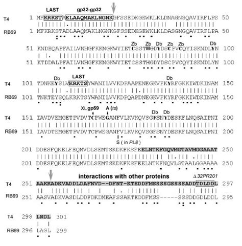 Amino Acid Sequence Alignments Between The Ssb Proteins Gp32s Of T4