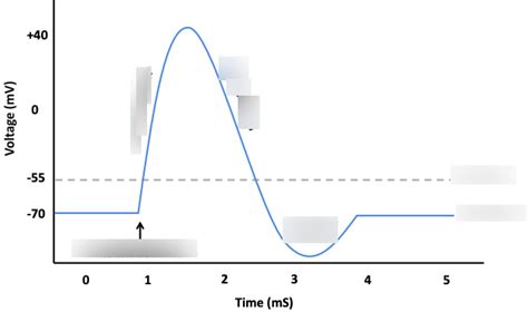 Diagram Of Nerve Impulse Graph Quizlet