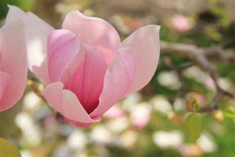 モクレンの花 By タケセブン （id：7655076） 写真共有サイトphotohito