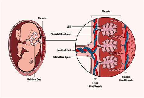 Cool Blog All About Placentas Medical Laboratory Medical Science