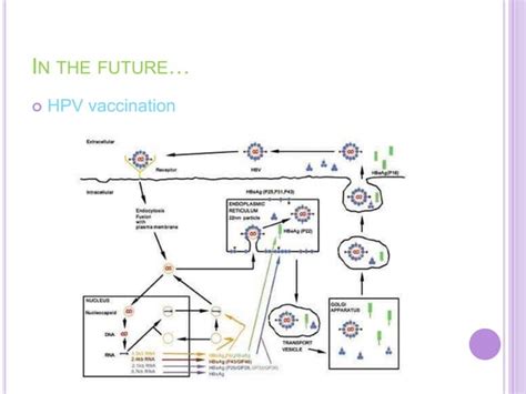 Genetic Dna Vaccines Ppt