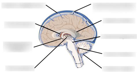Key Structures In The Circulation Of Csf Diagram Quizlet