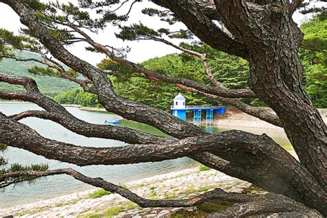유토이미지 오래된 굽은 소나무가 멋있는 수원지 풍경