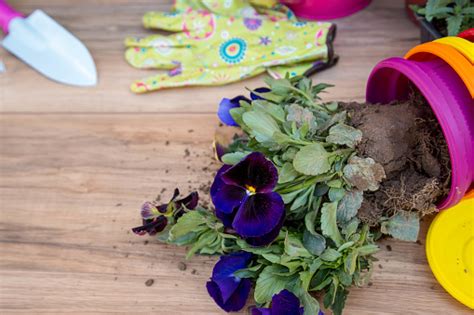 원예 도구 급수 캔 꽃 장갑 스페이드 토양 자유 텍스트 공간이있는 정원 개념 레이아웃의 봄 개체 그룹에 대한 스톡 사진 및 기타 이미지 Istock