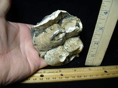 Fossilized Mastodon Molar Partial 062123j The Stones And Bones