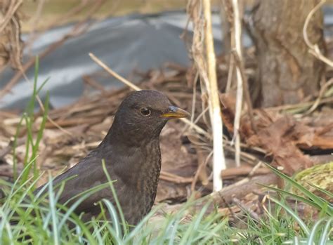 Free Images Tree Nature Grass Branch Animal Wildlife Spring