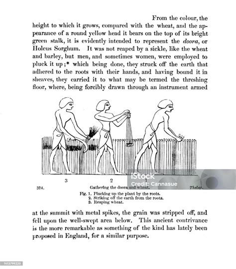 빅토리아 목판화 고대 이집트 상형 문자는 도라와 밀을 수확 고대 이집트인 1854 19세기에 대한 스톡 벡터 아트 및 기타