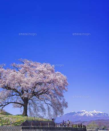 山梨県 風景 一本桜と青空 八ヶ岳遠望 王仁 わに 塚の桜の写真素材 FYI05084757 ストックフォトの Qlean