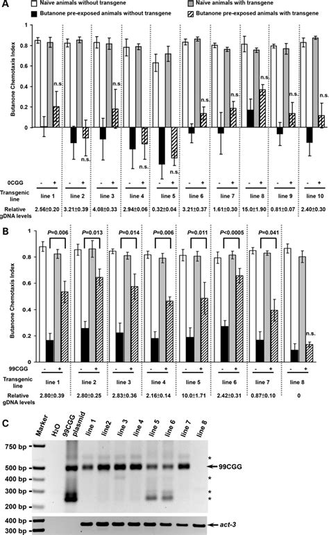 Expression Of 99 Cgg Repeats In The 5′utr Results In Olfactory