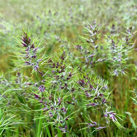 Poa bulbosaは何に使われていますか PictureThis