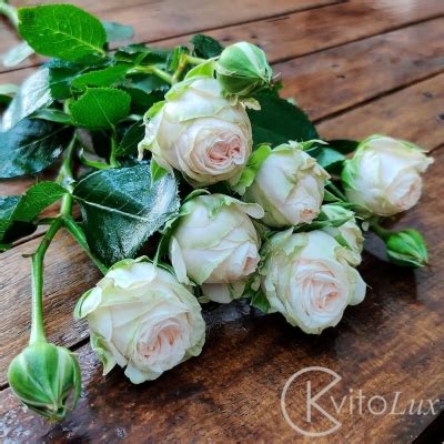Купить букет пионовидные розы в Харькове - KVITOLUX™