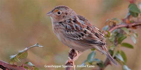 Grasshopper Sparrow Bird Gallery Houston Audubon