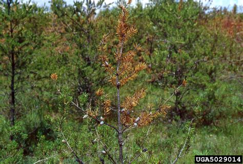Diplodia Blight Sphaeropsis Sapinea