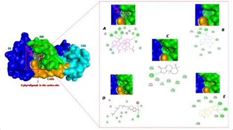 Vizualisation Of 3d And 2d Interaction Of 5 Phytomolecules With Mpro Download Scientific
