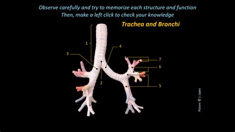 Trachea And Bronchi Diagram Quizlet