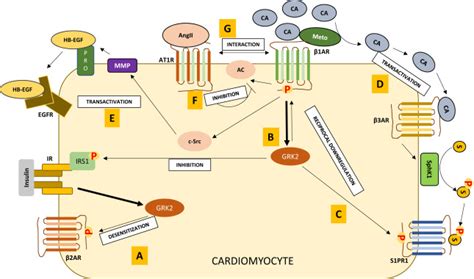 β Adrenergic Receptor Signaling And Heart Failure Heart Failure Clinics
