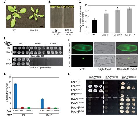 Figure 3 From The Cyst Nematode Effector Protein 10a07 Targets And Recruits Host