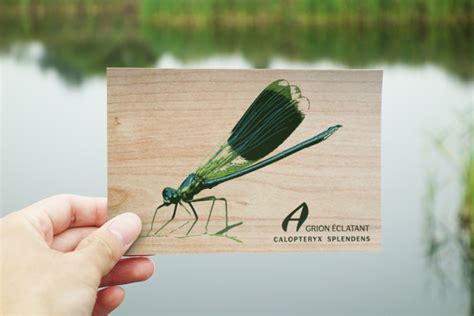 Packaging Bois Coffrets à Glissière Et Boites En Bois Absolu Wood