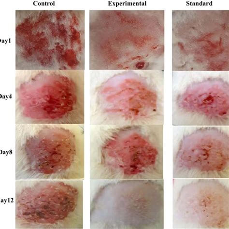 Colony Morphology Of Pseudomonas Fluorescens After 24 Hrs Growth On Download Scientific