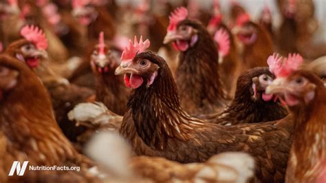 Bird Flu Emergence Dangers And Preventive Measures