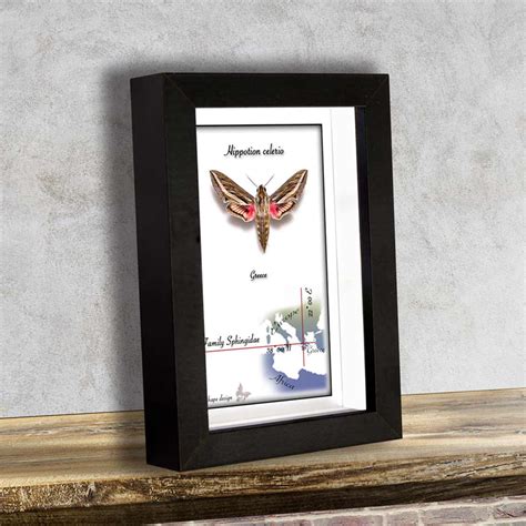 Hippotion Celerio Wingshape