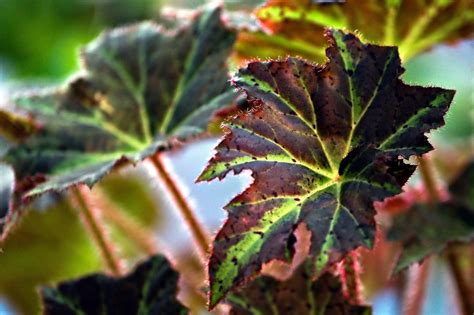 400 Free Brazilský Begonia And Begonia Images Pixabay