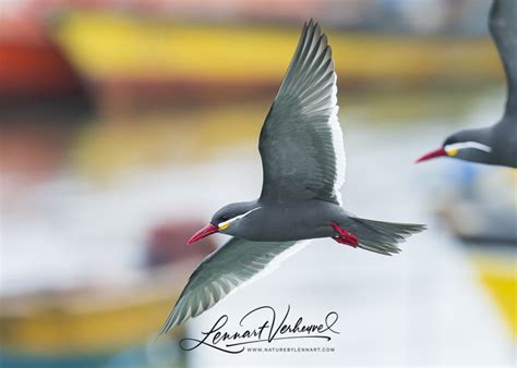 Inca Tern Nature By Lennart
