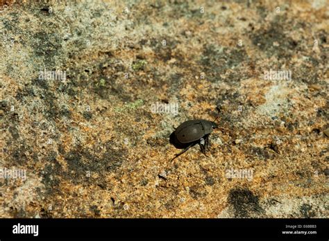 Madagascar National Park Of Isalo Small Shield Bug Acanthosomatidae