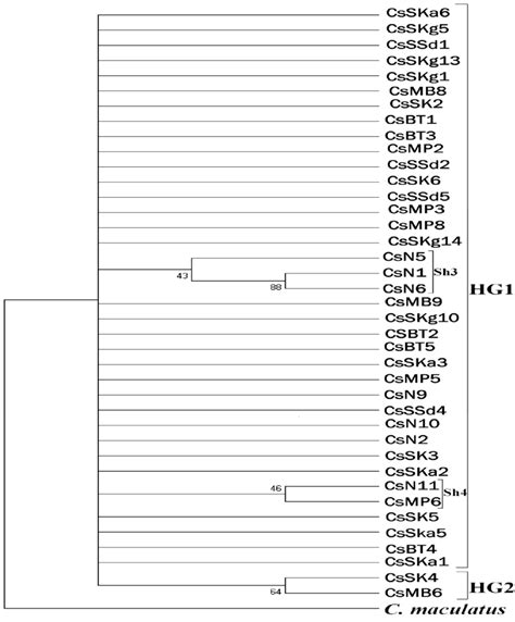Phylogenetic Tree Obtained Using The Method Of Maximum Parsimony For Download Scientific
