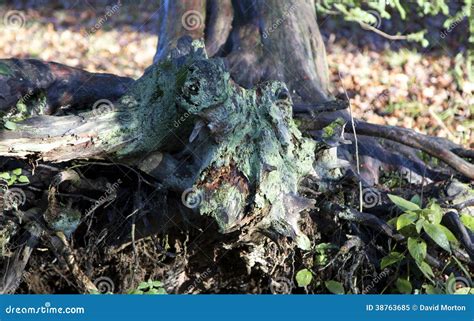 Tree Roots Stock Image Image Of Growth Colours Eyes