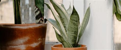 ТОП 10 лучших комнатных растений для квартиры