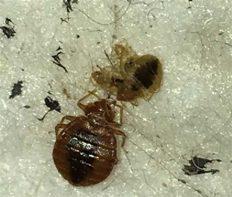 Learn To Identify Bed Bug Adults And Nymphs Morgan Wilson Virginia Tech Download