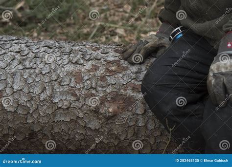 tree felling and logging in the forest stock image image of land