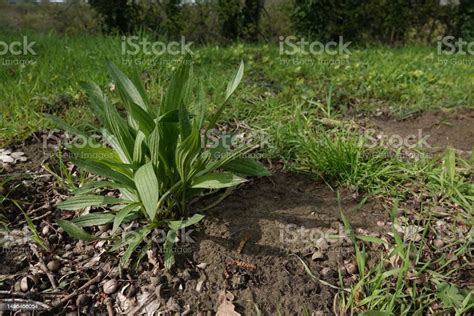 어린 양의 혀 또는 좁은 잎 질경이의 낮은 각도 클로즈업 Plantago Lanceolata 각도에 대한 스톡 사진 및 기타