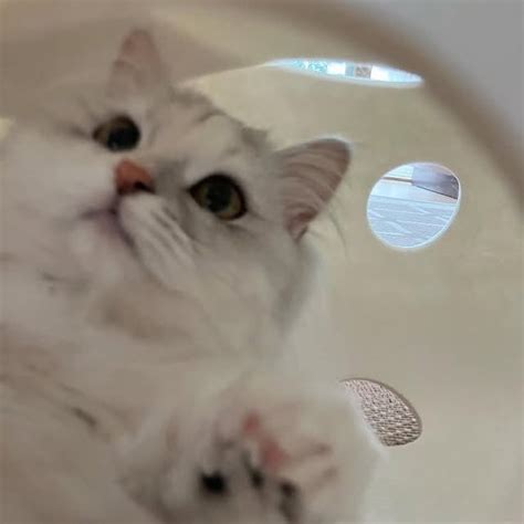 순 자 ᐠ ̫ ᐟ Princess Sunja • Instagram Photos And Videos