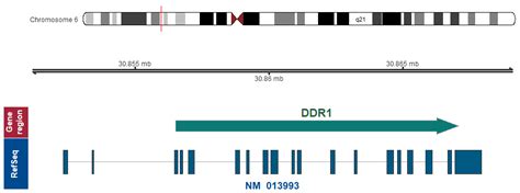 Ddr1 Jcga