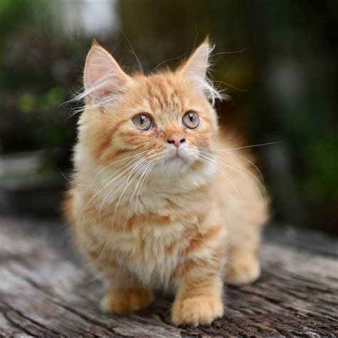 Gato Munchkin O Gato Salchicha Todo Sobre Esta Adorable Raza