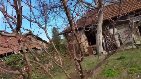 Кафяво гниене по костилкови Опожаряване цветовете на Кайсия Пръскане Youtube