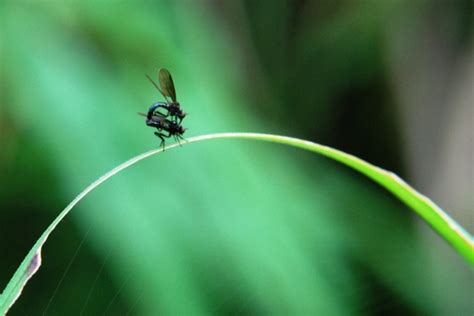 Wordless Wednesday Insects In Sex IHSAN KHAIRIR