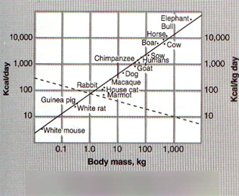 Lecture Exam 2 Diagram Quizlet