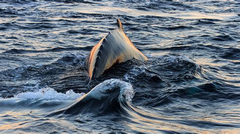 야생의 바다 대서양 왓챠
