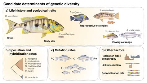 Determinants Of Genetic Diversity Important Factors For Ecosystem Resilience H2020 Cordis