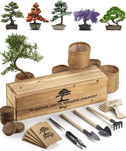 Bonsai Tree Kit 5x Unique Japanese Bonzai Trees Complete Indoor