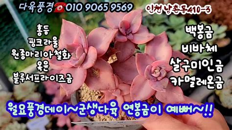 월요풍경데이 군생다육 ~백봉금 연봉금 핑크라울 블루서프라이즈금 사이즈좋은홍등 옥윤 원종마리아철화 다육풍경010 9065