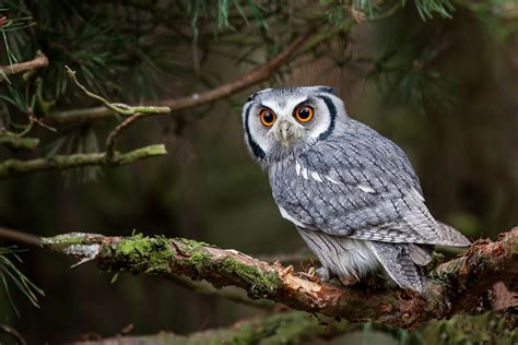 Tapety Zwierząt Natura gałąź dzikiej przyrody ptak drapieżny