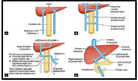 Fetal Veins Portal Vein Formation Derivatives Of Embryonic Veins
